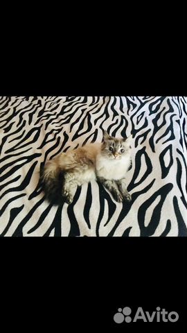 Отдам в хорошие руки Сибирскую кошечку
