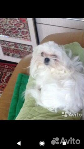 Кобель мальтезе