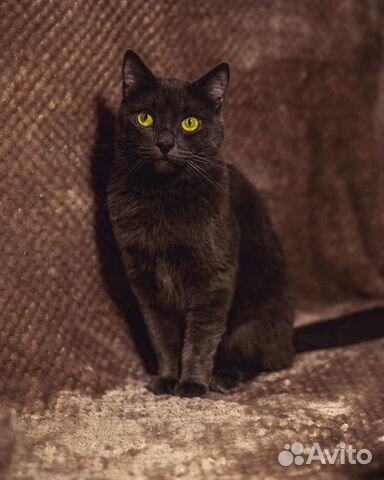 Кошечка Дина
