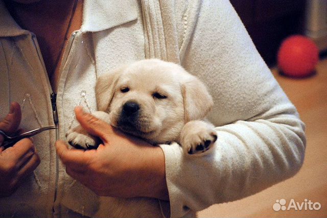 Перспективные щенки лабрадора