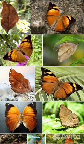 Живые бабочки оптом
