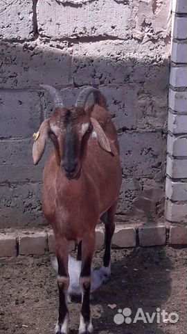Коза нубийская 87,5