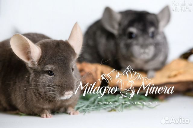 Ручные шиншиллы - пара - из питомника