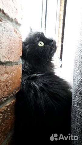 Кошка полуперс