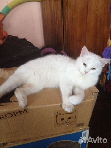 Чудесные Котята