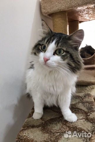 Кот бесплатно