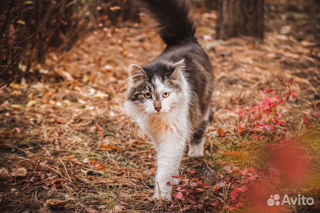 Котик в хорошие руки