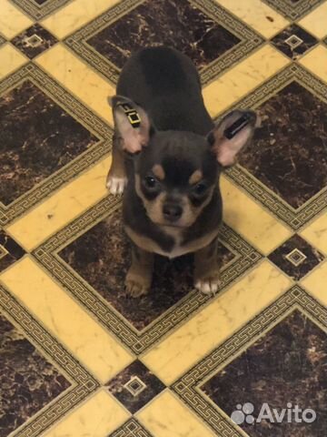 Щенки Чихуахуа