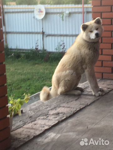 Продам Акита-ину 2 года мальчик