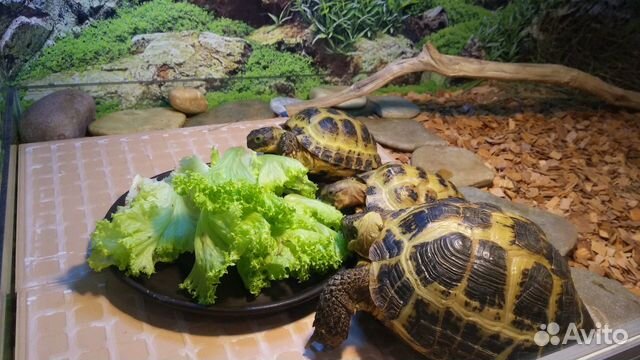 Сухопутная черепаха