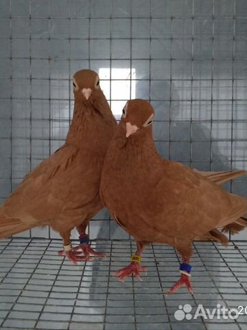 Голуби венгерских пород