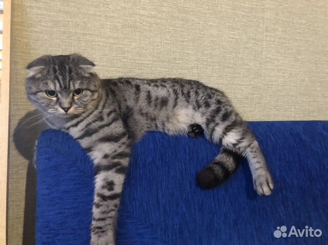 Шотландская