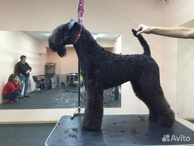 Щенки Керри-блю терьера