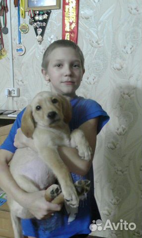 Щенок Лабрадора