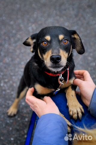 Дарвин 2 года 30 см