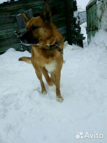 Сторожевой пёс