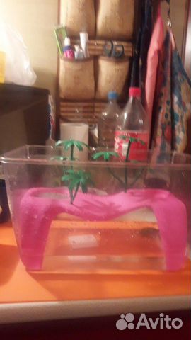 Отдадим бесплатно