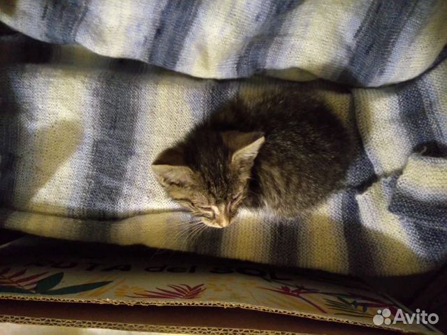 Котёнок ищет дом