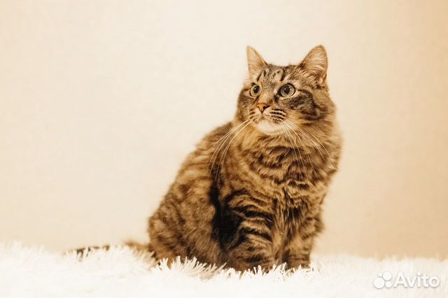 Кошка в самые ответственные руки
