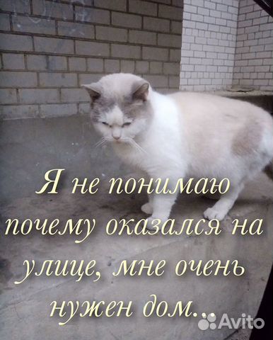 Брошенный красавец в поисках дома