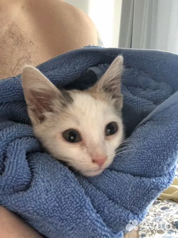 Котёнок, девочка 3х цветная