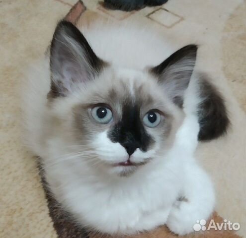 Невский маскарадный котик Мур