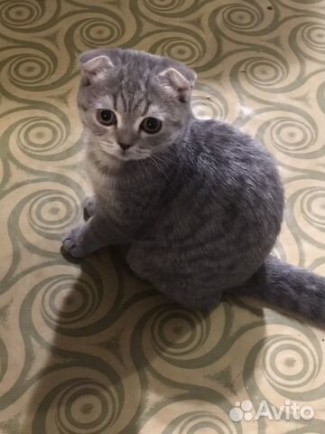 Вислоухая шотландочка