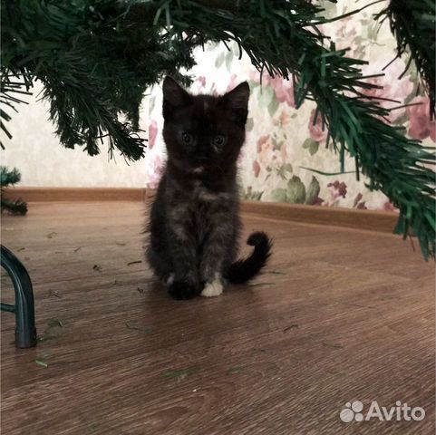 Отдам крошку Фроську