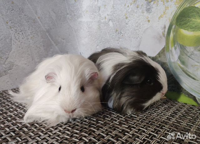 Морские свинки