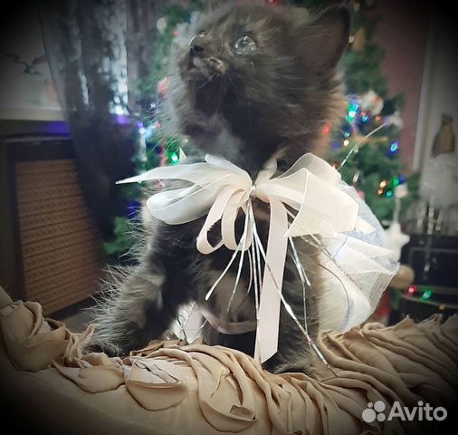 Котята