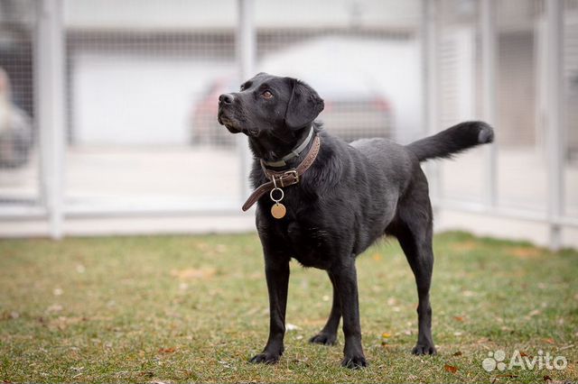 Метис лабрадора в дар, лабрадор в добрые руки