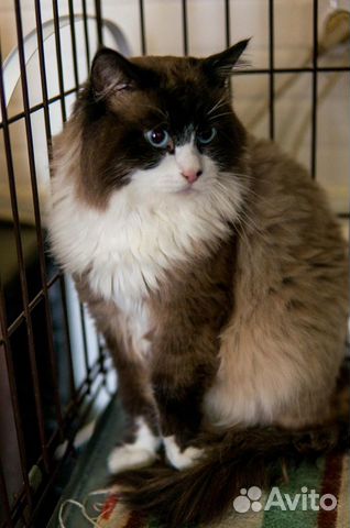 Супер-кот метис Сноу-Шу ищет хозяина