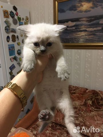 Котёнок британец шиншилла поинт 2 месяца. Туалет 1