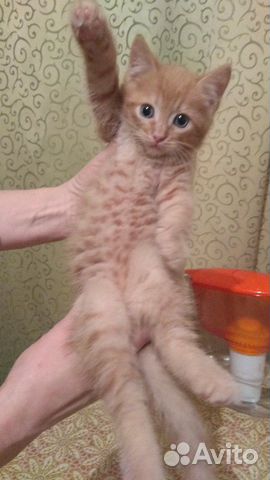 Котенок
