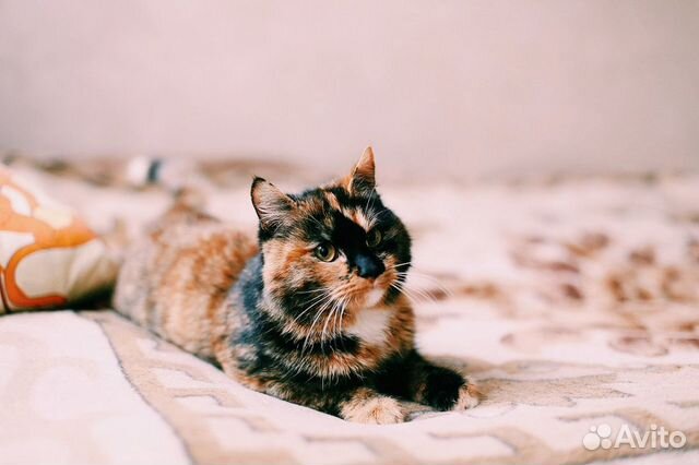 Трехцветный котенок - подросток в добрые руки