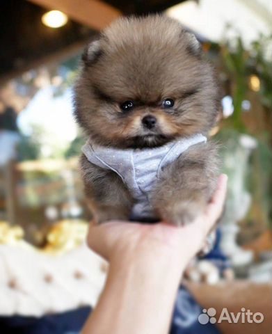 Микро и Мини Мимишки*Доставка