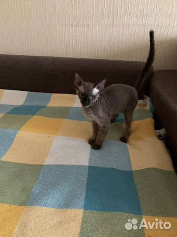 Донской сфинкс браш