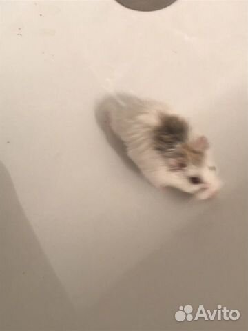 Хомяк Роборовского