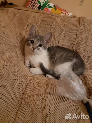 Кошечка ищет дом