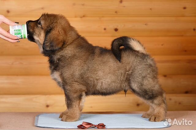 Щеночки тибетский мастиф