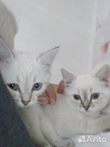 Отдам котят в хорошие руки