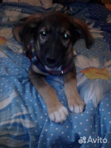 Собака овчарка метис с дворовой три месяца Джек