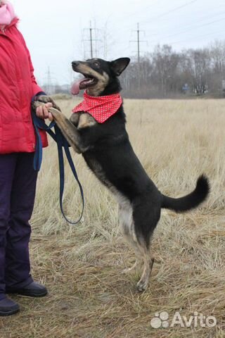 Собака Латте ищет лучших хозяев