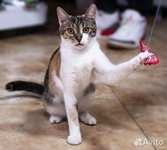 Кошка