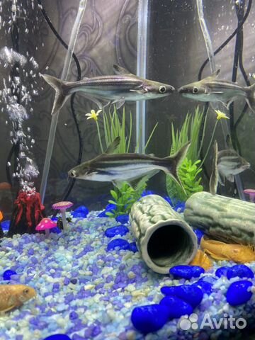 Пангасиус. Сом акула