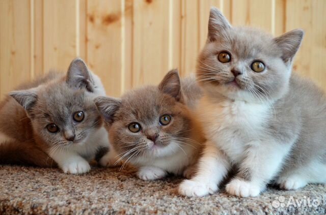 Британские плюшки