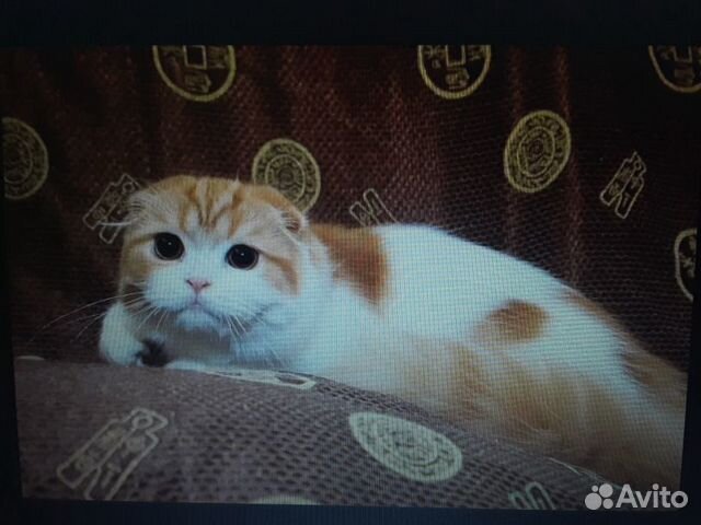 Отдадим с хорошие руки шотландскую вислоухую кошку