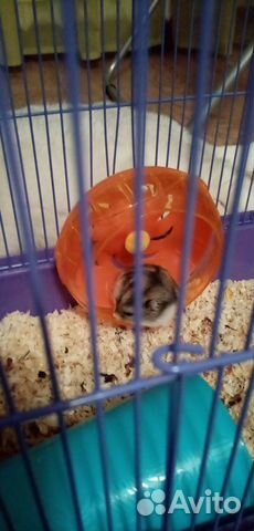 Отдам хомячка с клеткой