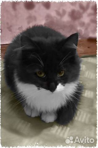 Котенок 6 мес