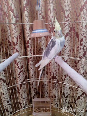 Попугайчик Карелла